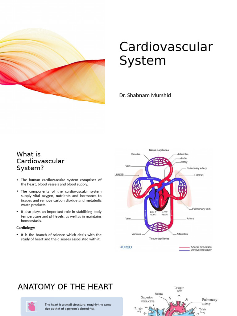 Overview of the Cardiovascular System | PDF | Heart Valve | Ventricle ...