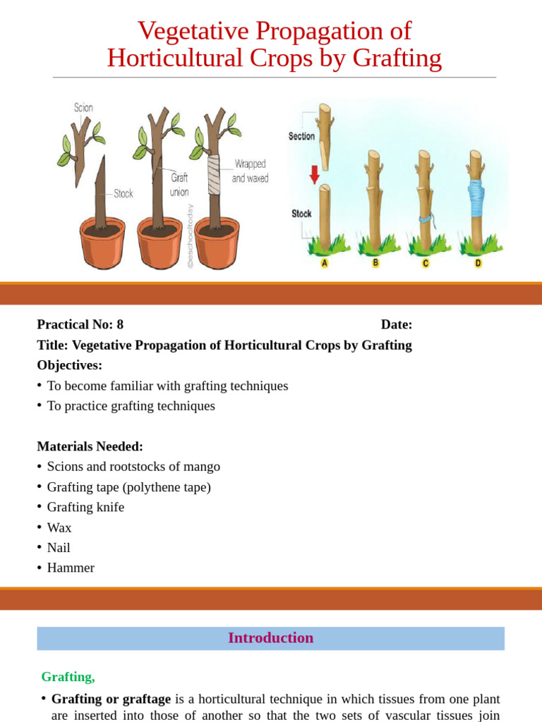 Grafting Techniques for Horticulture | PDF | Grafting | Agriculture