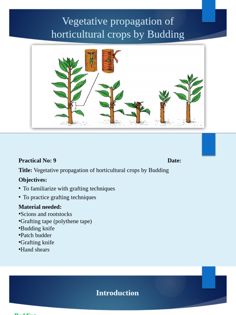 Practical 9 Vegetative Propagation of Horticultural Crops by Budding ...