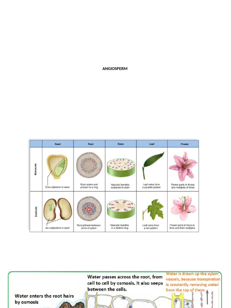 Angiosperms 054836 | PDF