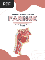 Anatomía y Fisiología de La Rinofaringe, Orofaringe e Hipofaringe | PDF ...