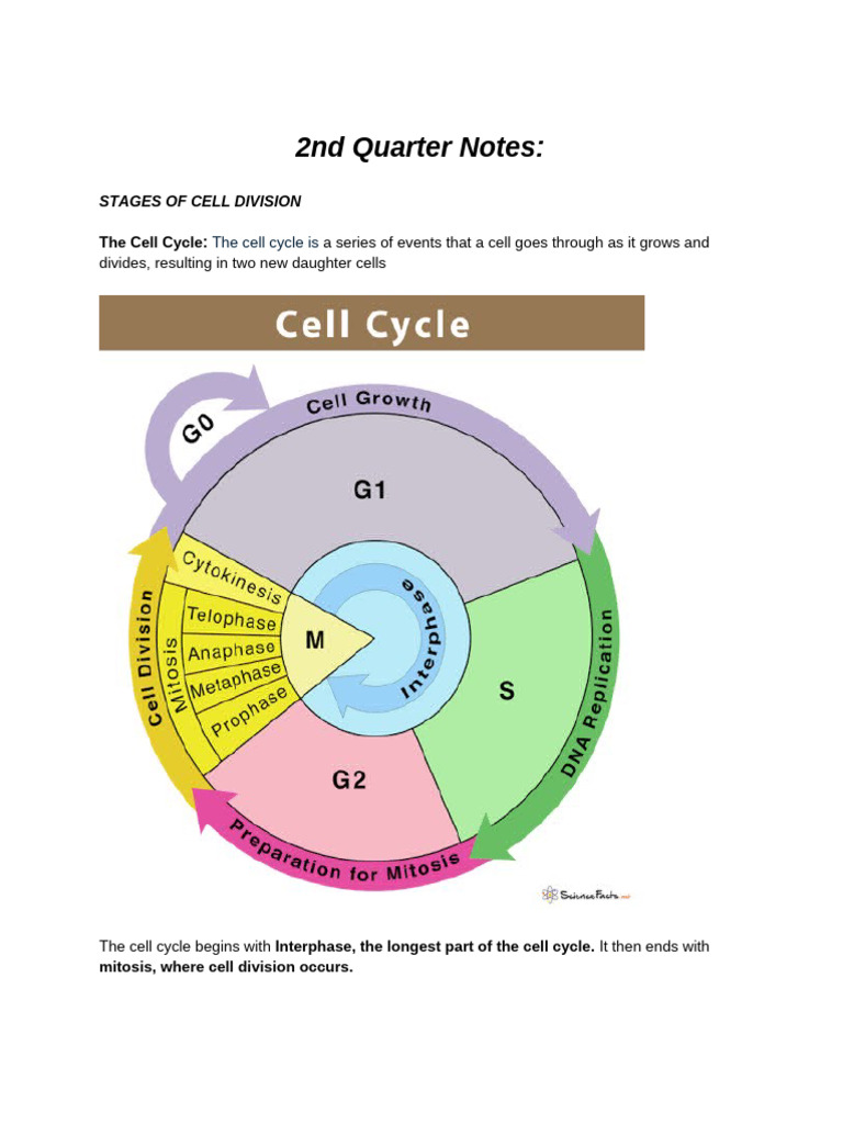 The Cell Cycle | PDF