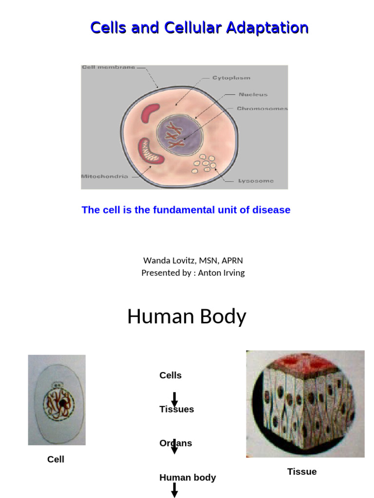 Cellular Adaptation and Changes Explained | PDF | Endoplasmic Reticulum ...