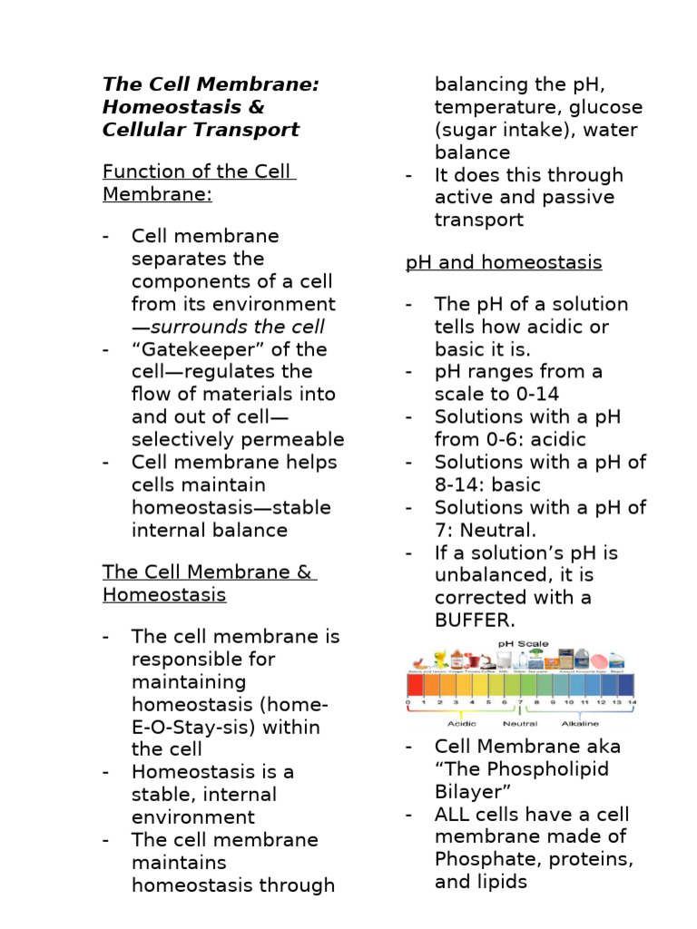 Homeostasis and Cell Transport Reviewer | PDF | Cell Membrane | Cell ...