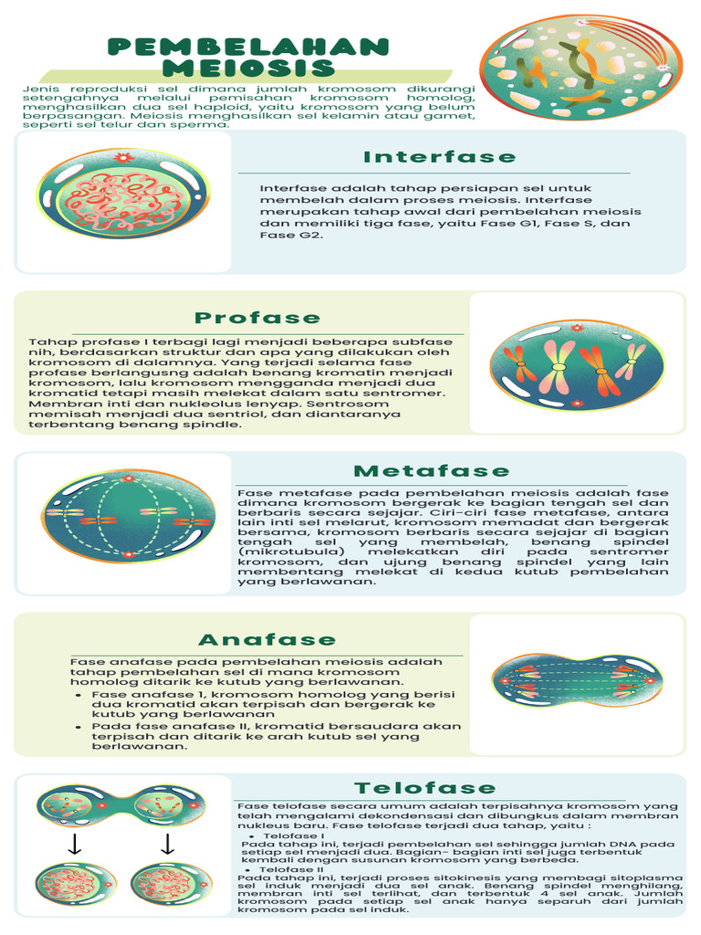 Proses Meiosis: Pembelahan Sel Gamet | PDF