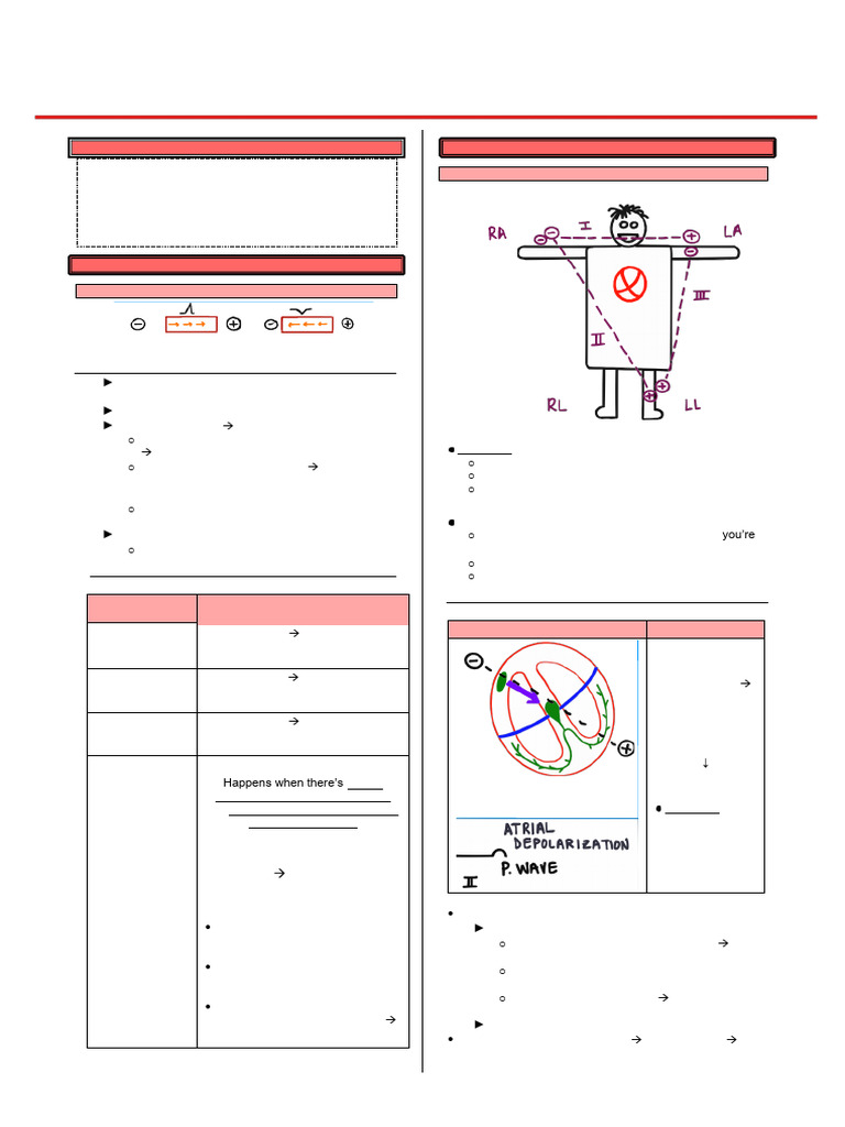 ECG Basics - How To Read & Interpret N | PDF | Electrocardiography ...