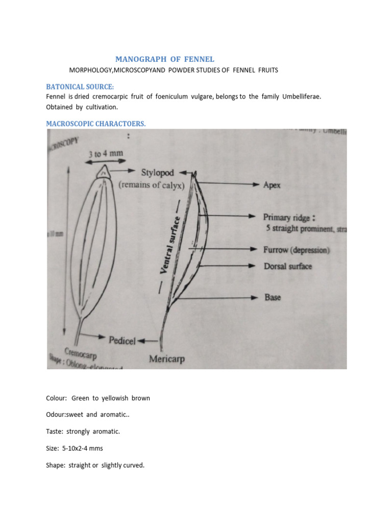 Study of Fennel Fruit | PDF