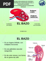 Histología del Bazo y sus Funciones | PDF