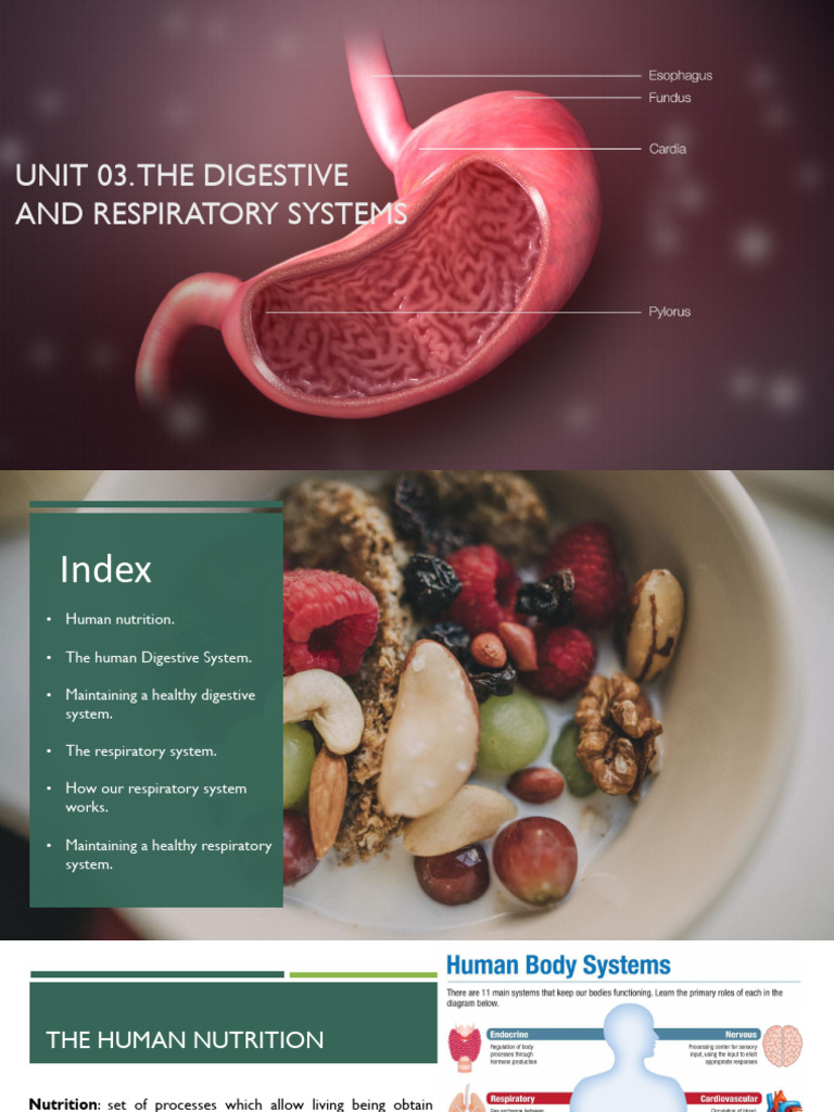Digestive and Respiratory Systems Overview | PDF | Respiratory Tract ...