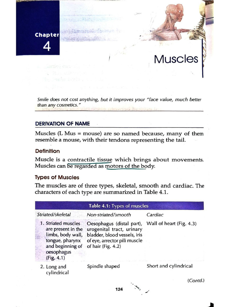 Types and Structure of Muscles | PDF | Motor Neuron | Skeletal Muscle