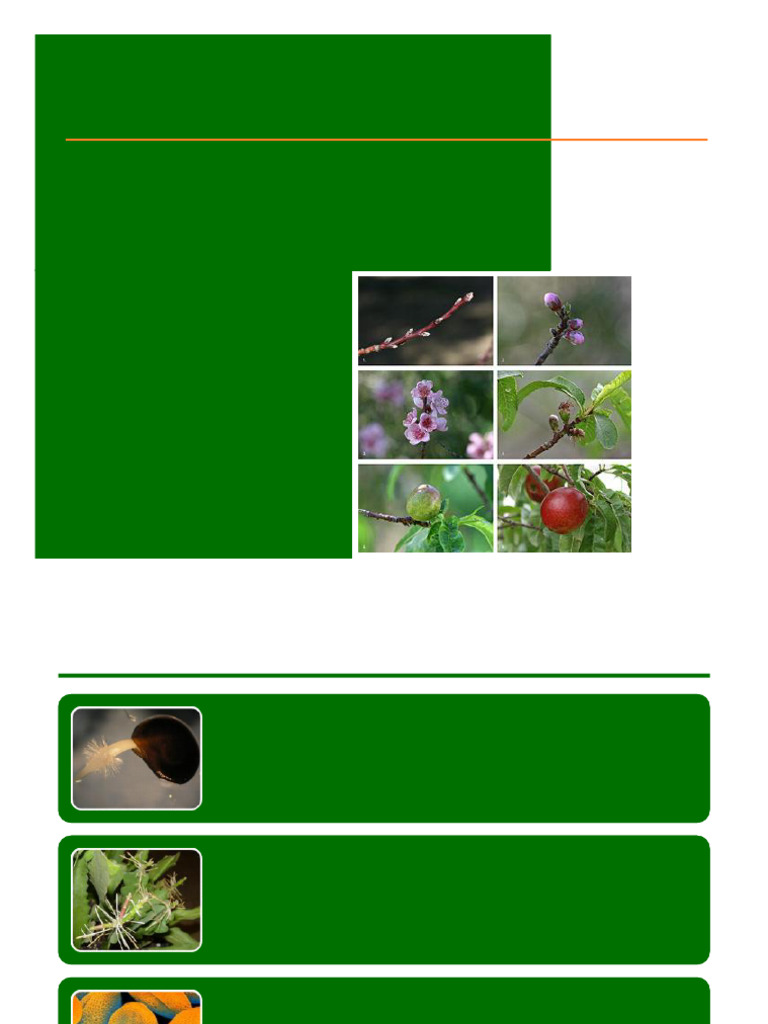 Chapter 3. Plant Response To Stimuli | PDF | Plant Hormone | Auxin