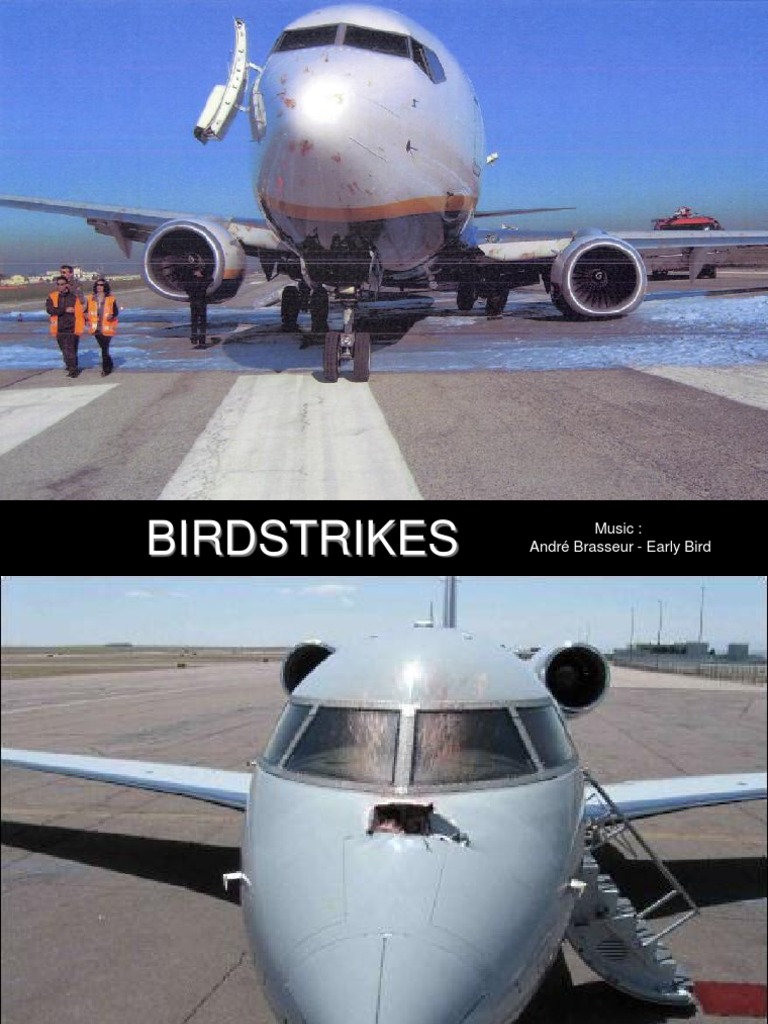 Understanding Birdstrikes and Their Impact | PDF