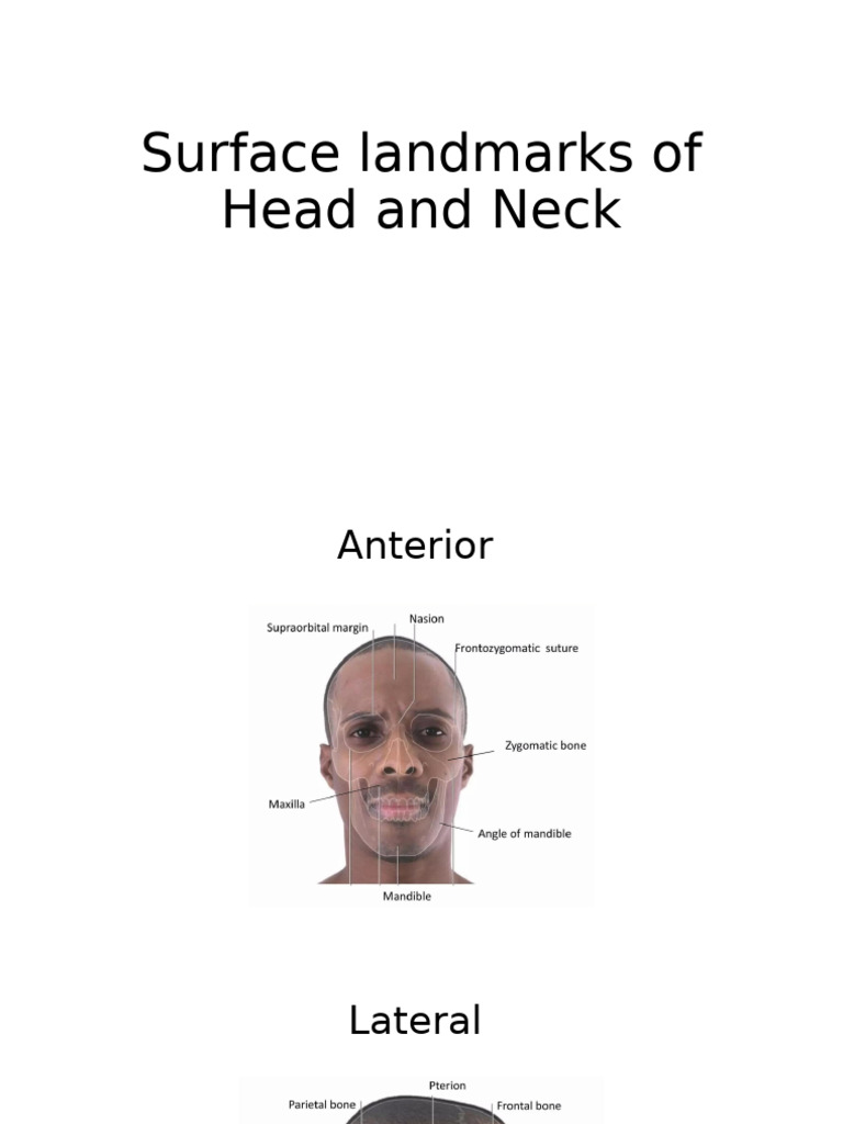 Surface Anatomy of Head and Neck | PDF