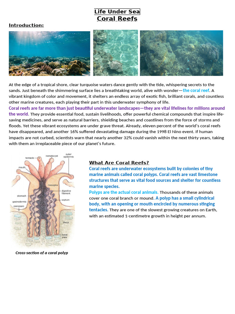 Life Under Sea (Project) | PDF | Coral | Coral Reef