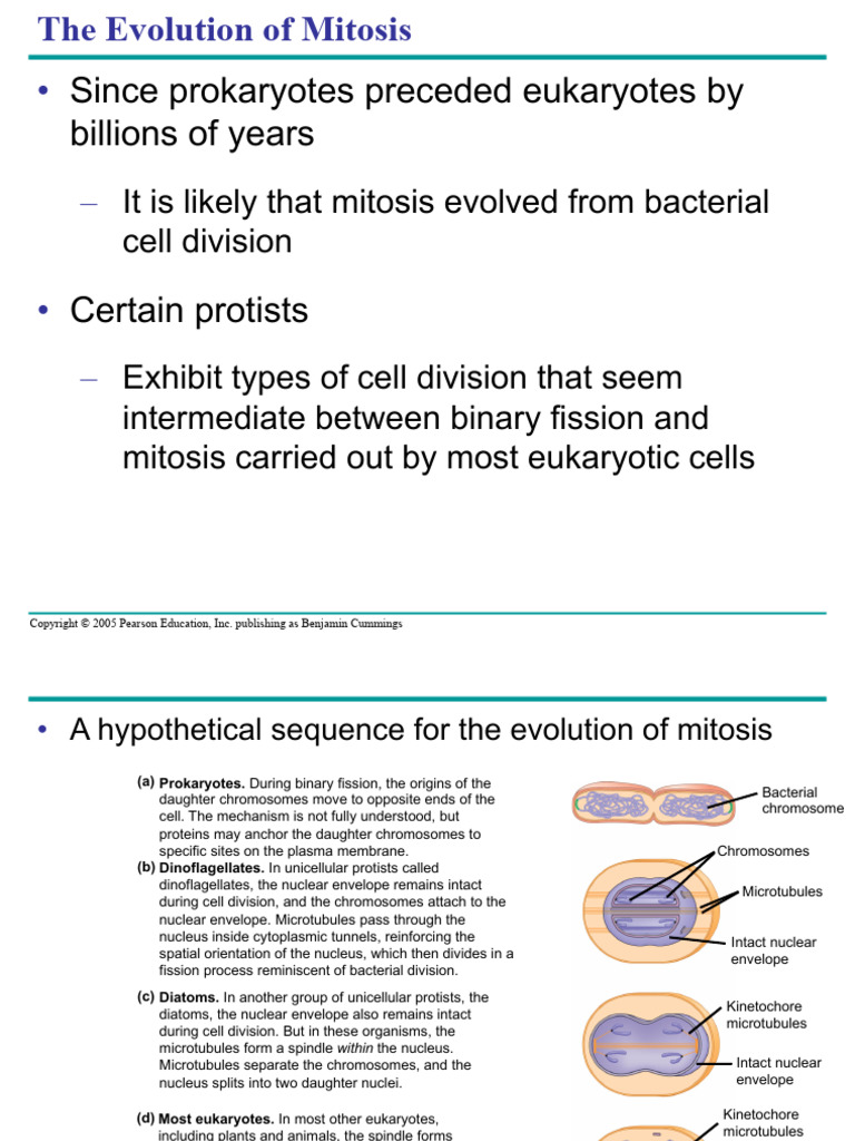 กาืดเรทำสพกดเ | PDF | Mitosis | Cell Cycle