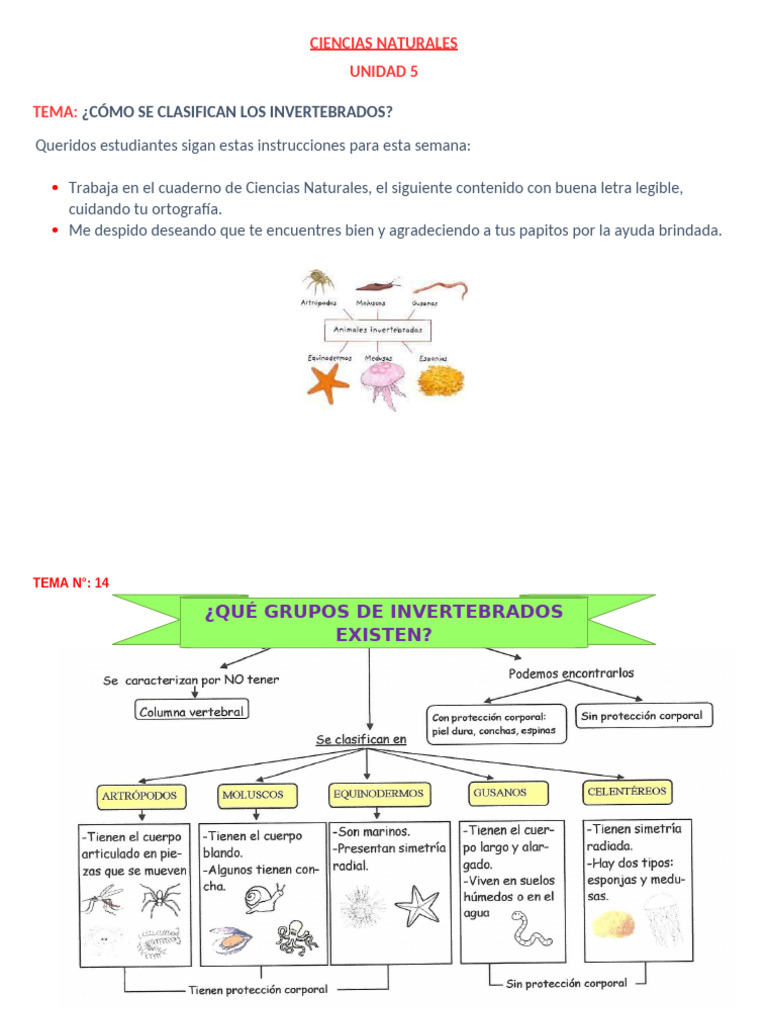 Como Se Clasifican Los Invertebrados | PDF