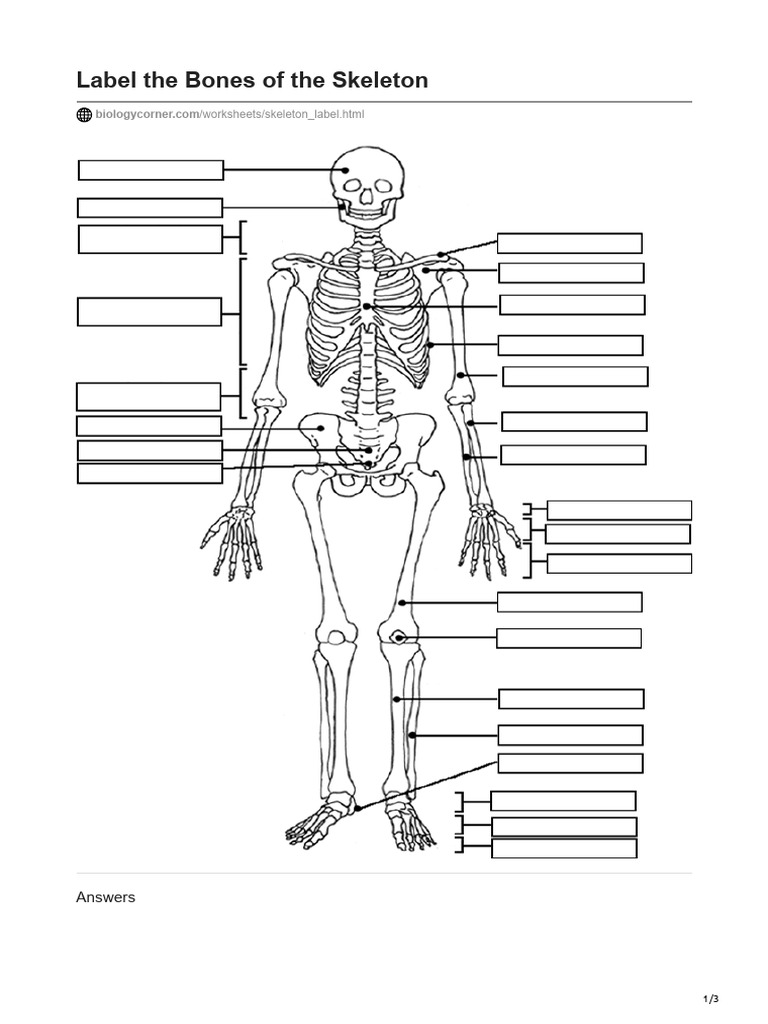 Label The Bones of The Skeleton | PDF