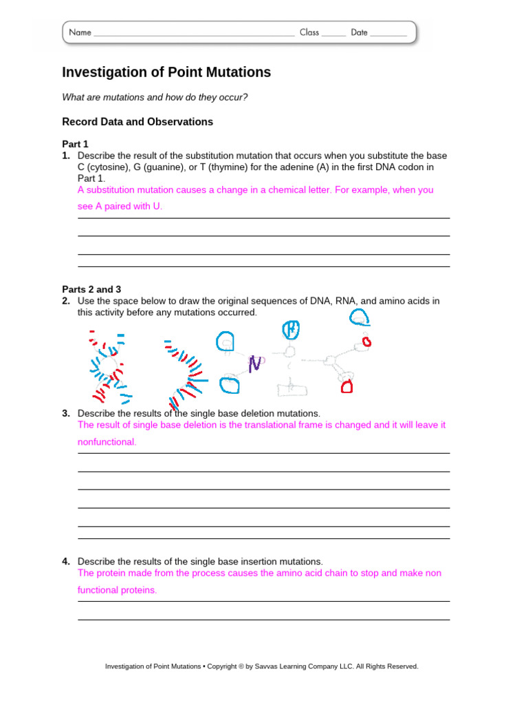 BIO_CH14_L04_Synth_Interactivity_WKS | PDF | Point Mutation | Nucleic Acid Sequence