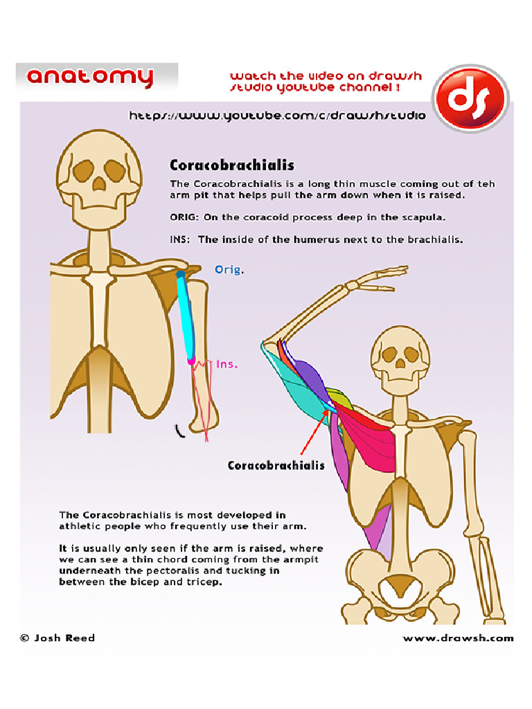 Coracobrachialis Group | PDF