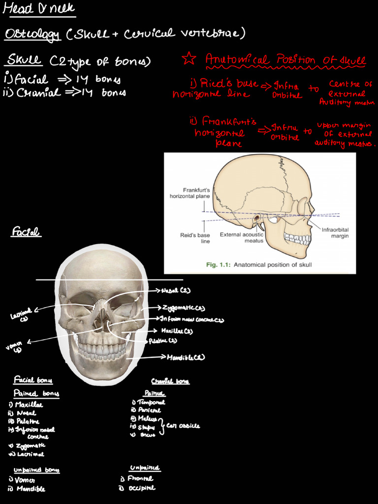 Head and Neck and Thorax | PDF