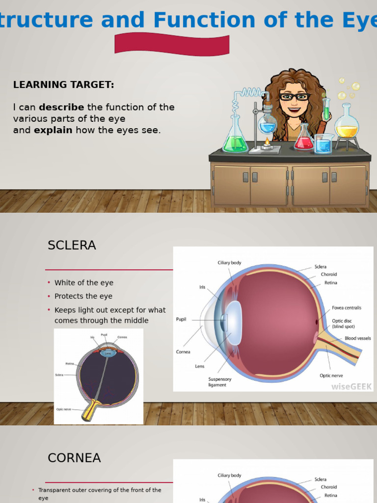 The Structure and Function of The Human Eye | PDF