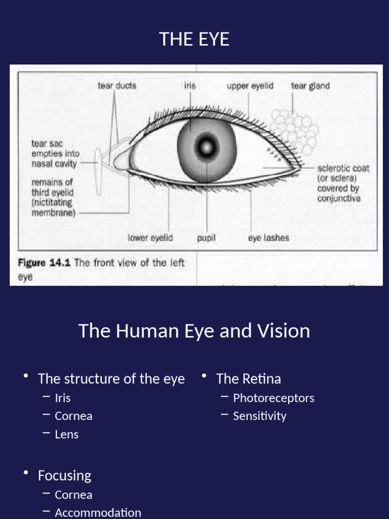 Anatomy and Function of the Eye | PDF | Eye | Retina