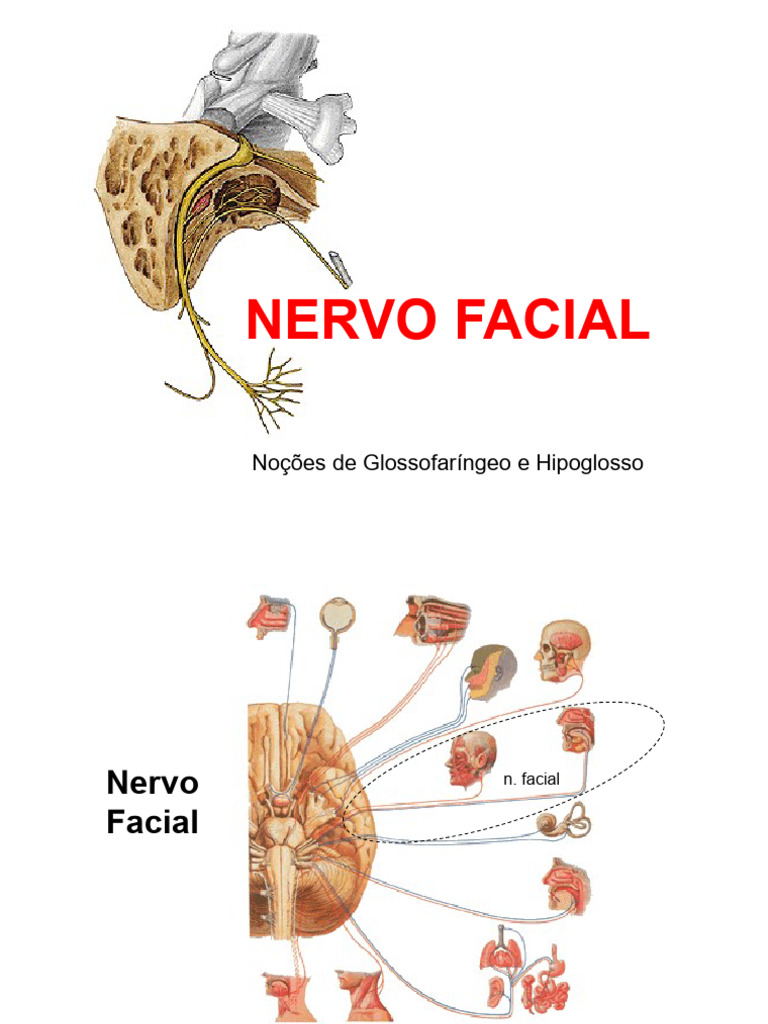 Estrutura e Ramos do Nervo Facial | PDF