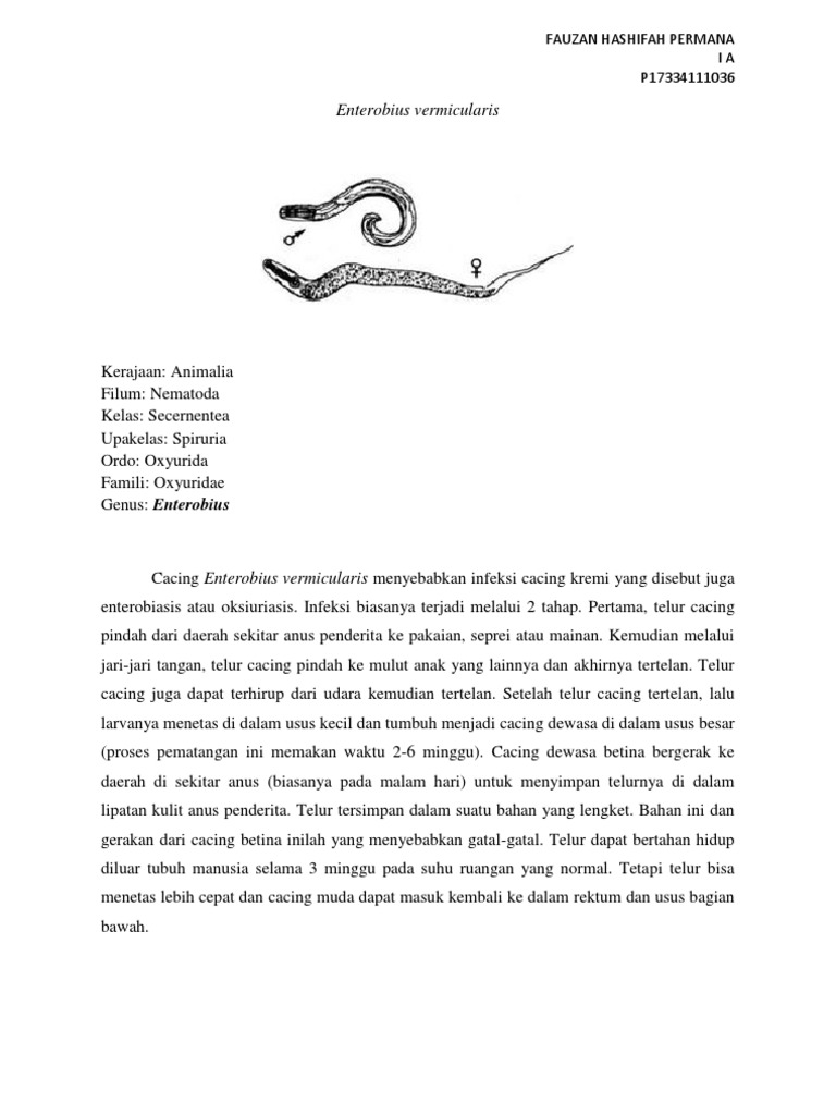Enterobius Vermicularis | PDF