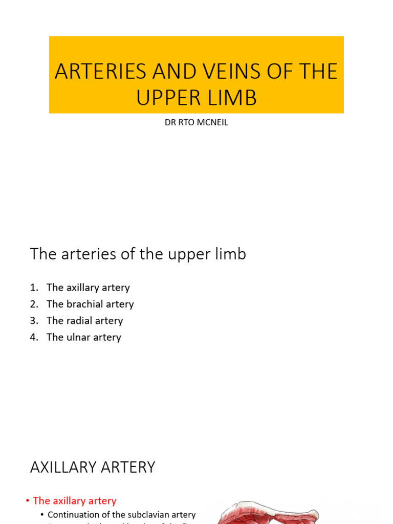 Arteries and Veins of the Upper Limb | PDF | Limbs (Anatomy ...