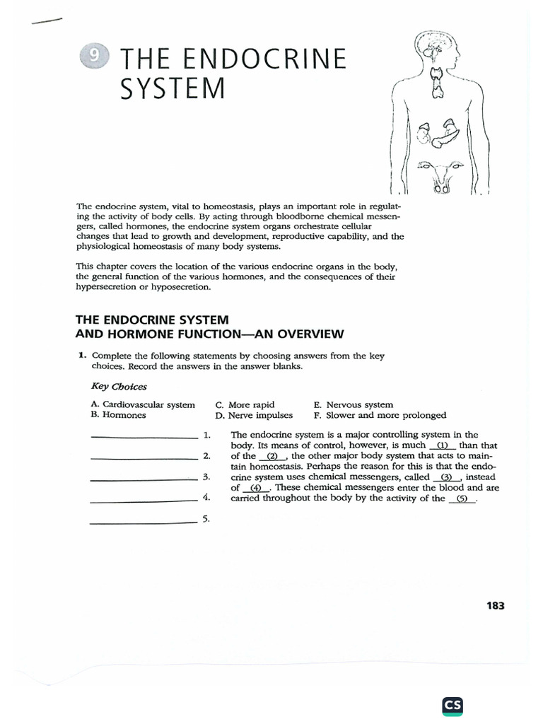The Endocrine System | PDF