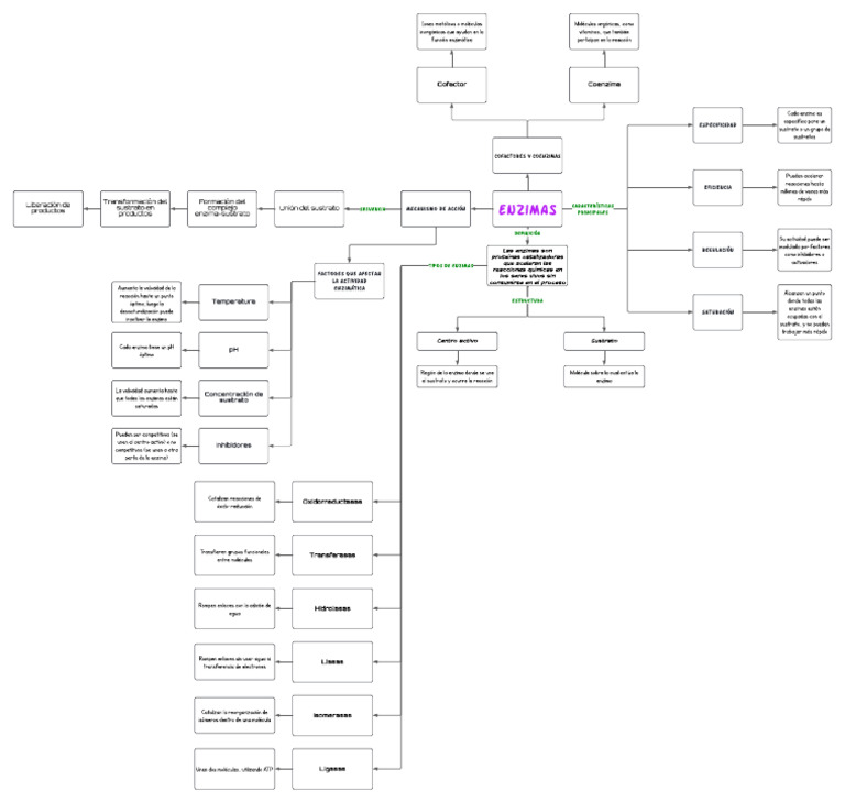 Mapa Conceptual de ENZIMAS | PDF | Enzima | Cinética química