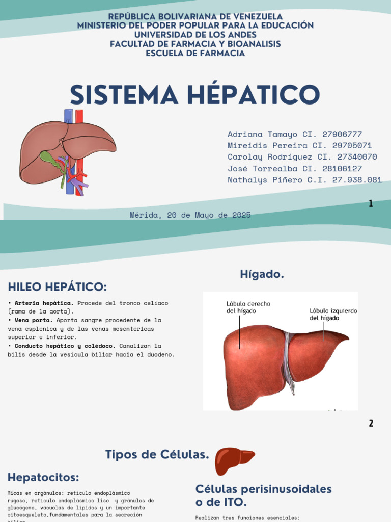 Sistema Hepatico Ula | PDF | Hepatocito | Hígado