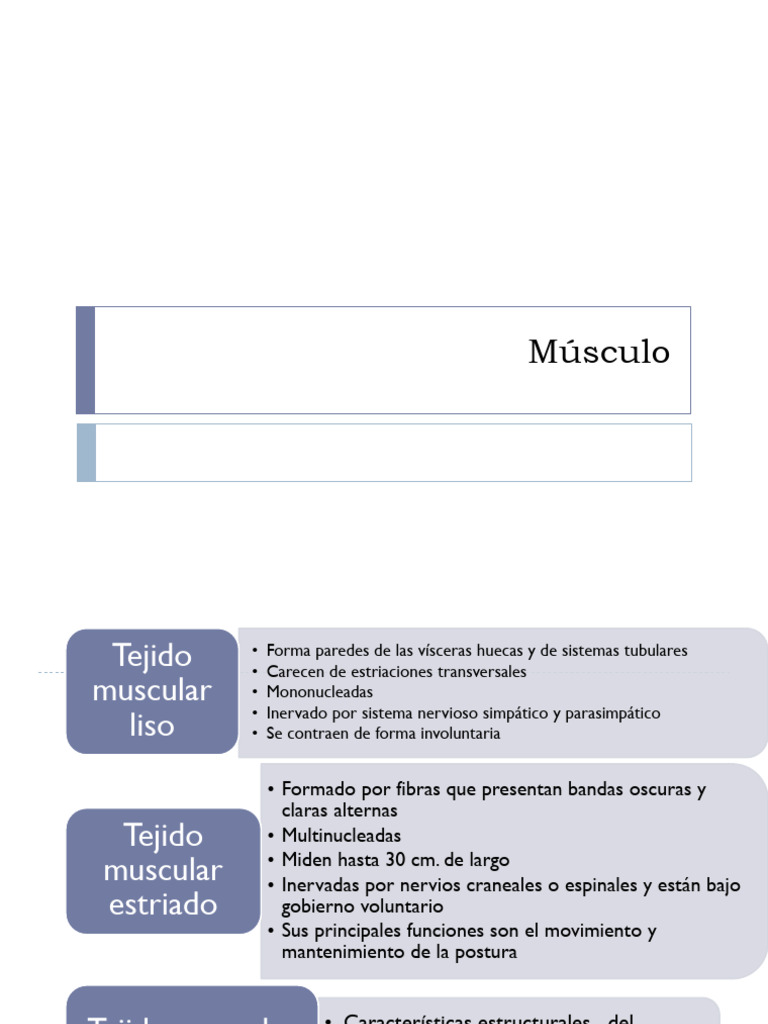 M Sculo | PDF | Músculo | Contracción muscular