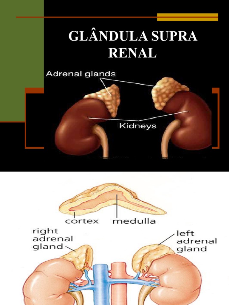Glandula Supra Renal | PDF | Cortisol | Rim