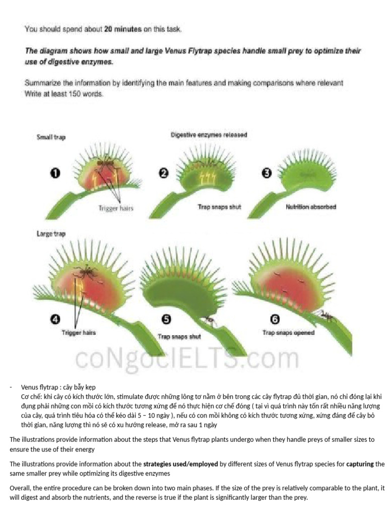 Venus Flytrap | PDF