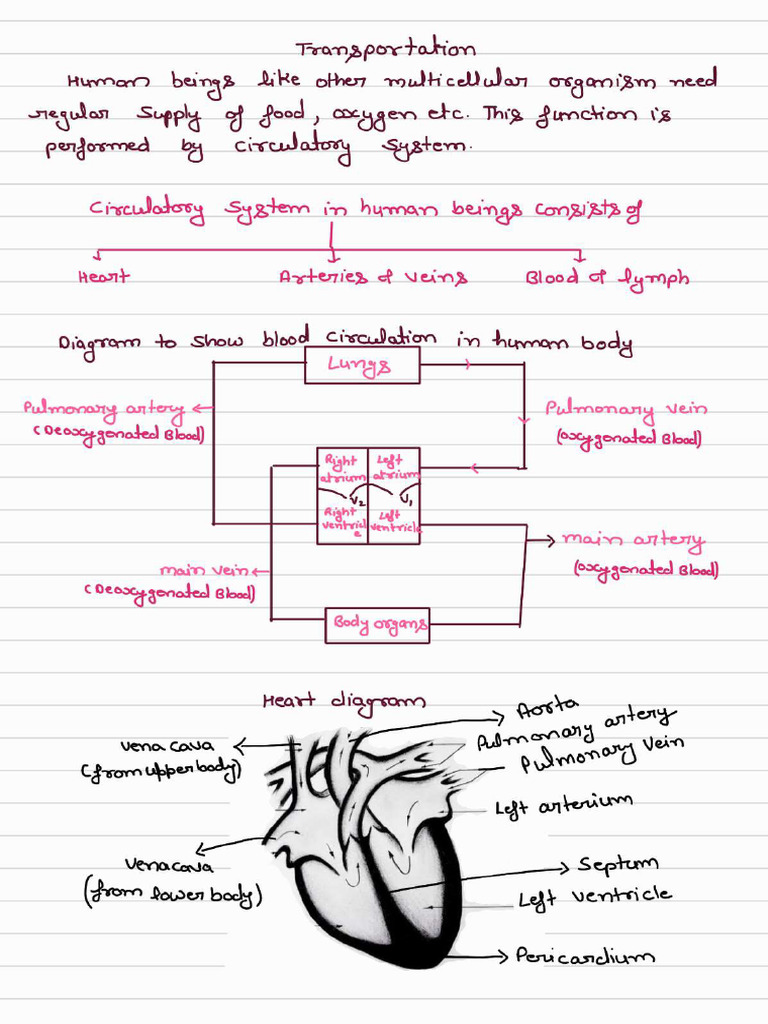 Life Process Notes Class 10 - 9 | PDF