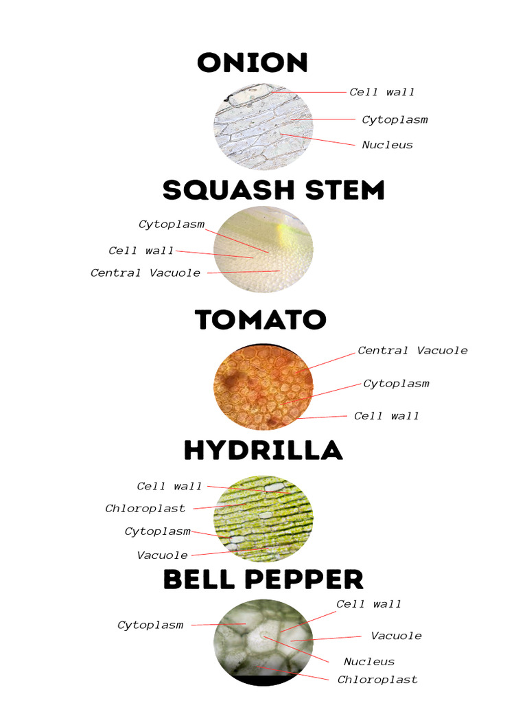 Cell Parts | PDF