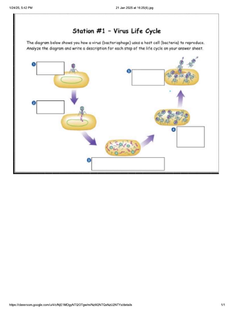 Virus Lif y Cycle | PDF