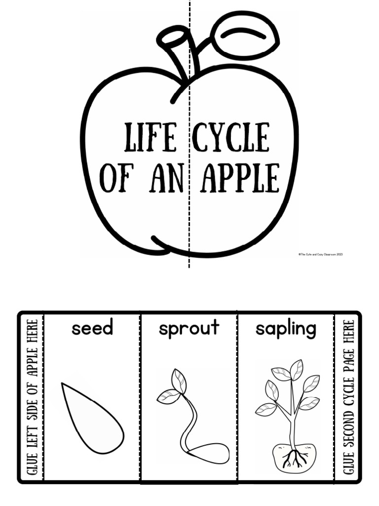 Life Cycle of An Apple Freebie (Finish) | PDF