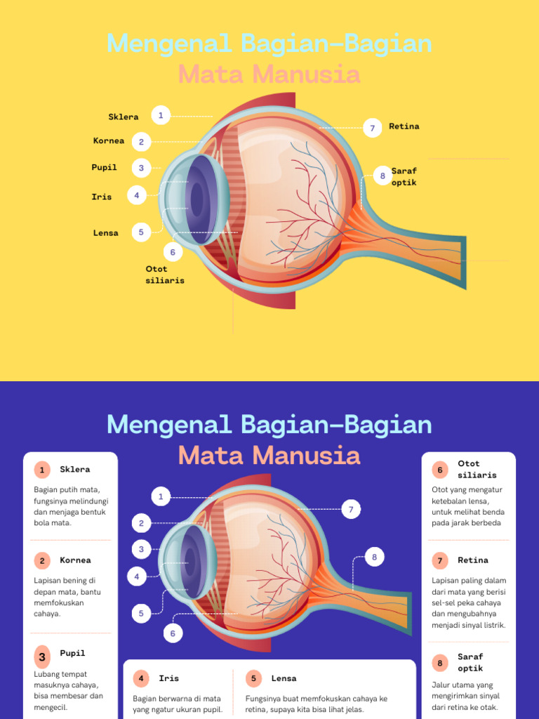Anatomi Mata Manusia Poster Edukasi Biru Dan Putih Ilustrasi Modern | PDF