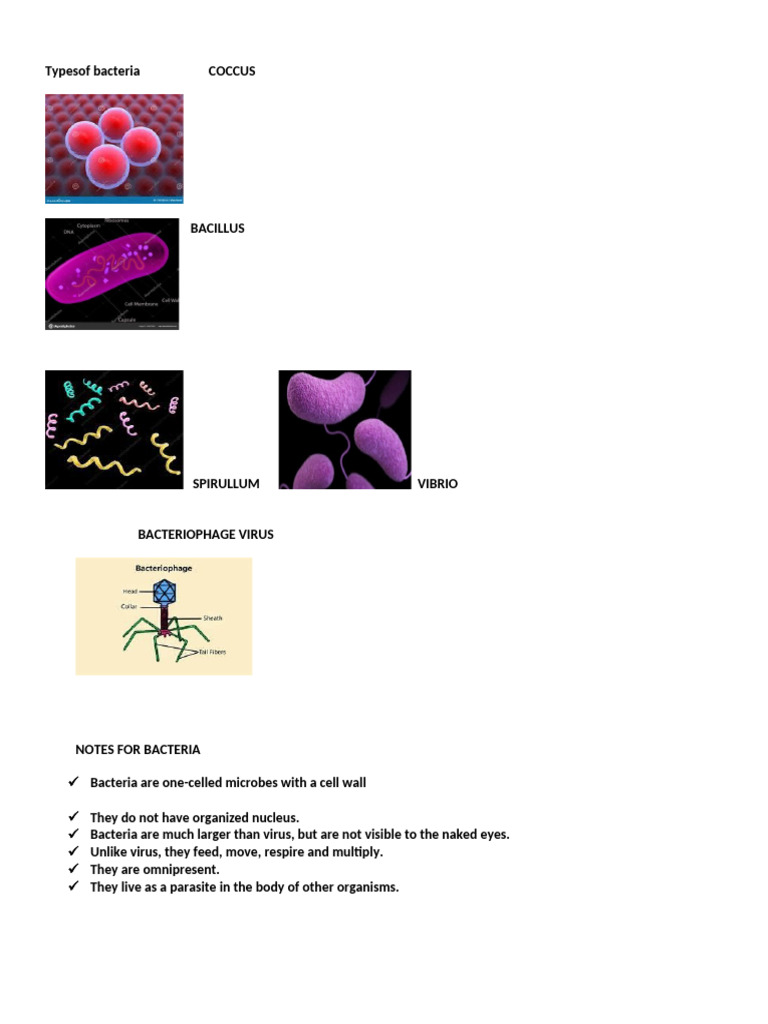 Types of Bacteria and Notes | PDF