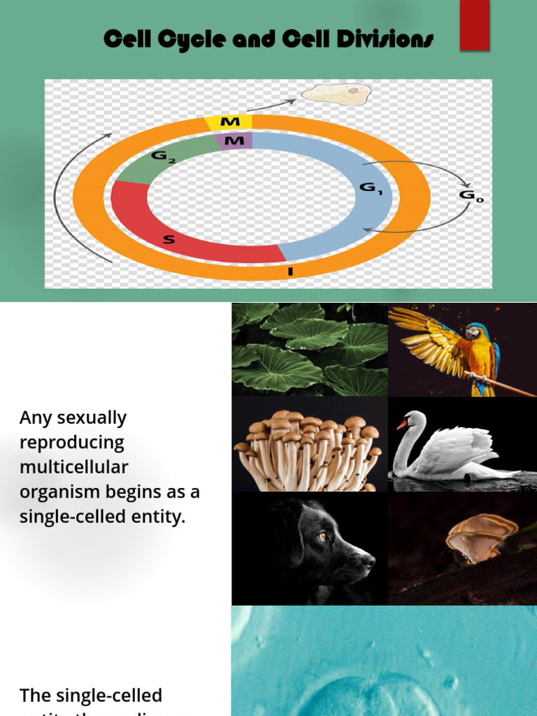 Understanding the Cell Cycle Phases | PDF | Mitosis | Cell Cycle