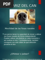 Reflejo de Flehmen | PDF | Biología