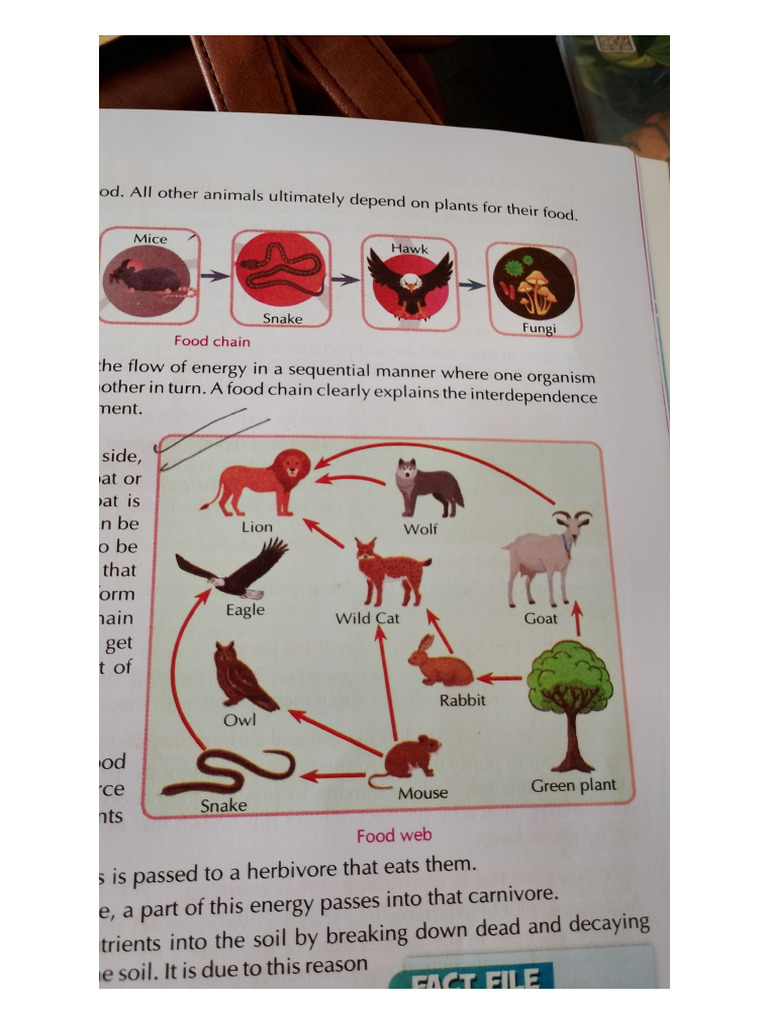 Food Web Class 7th | PDF