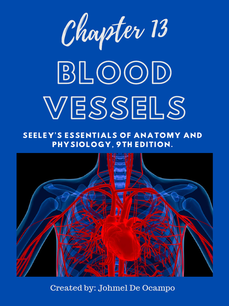 Chapter 13 - Blood Vessels | PDF | Circulatory System | Vein