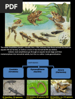 Lateral Line System in Fishes Explained | PDF | Neuroscience | Anatomy