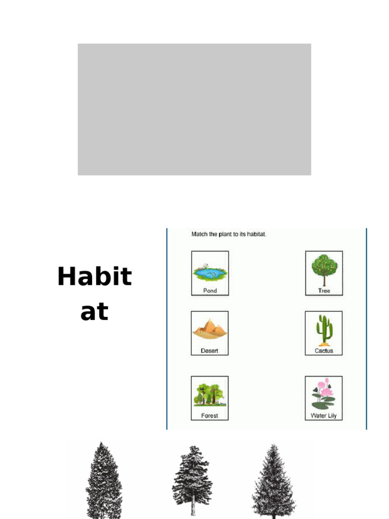 2.adaptations in Plants | PDF