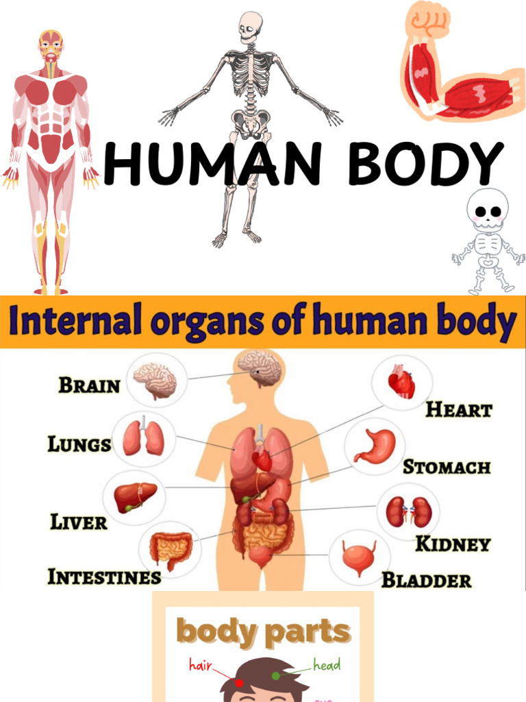 5.human Body | PDF