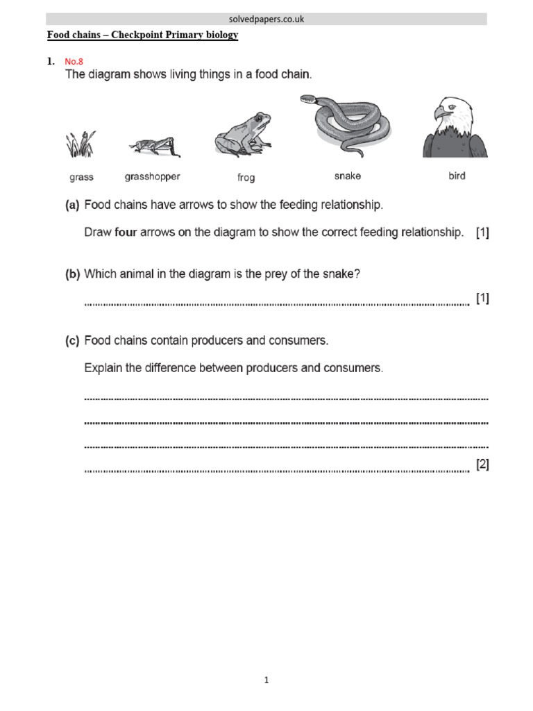 CP22OBT Food Chains Checkpoint Primary Biology | PDF