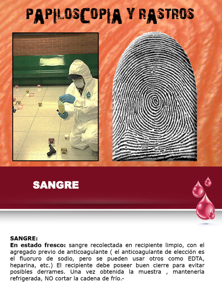 CLASE 4 DACTILOSCOPIA INFORME PERICIAL PAPILOSCOPIA | PDF | Papel ...